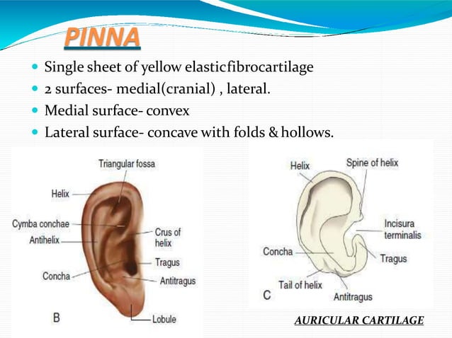 ANATOMY OF EXTERNAL EAR | PPTX