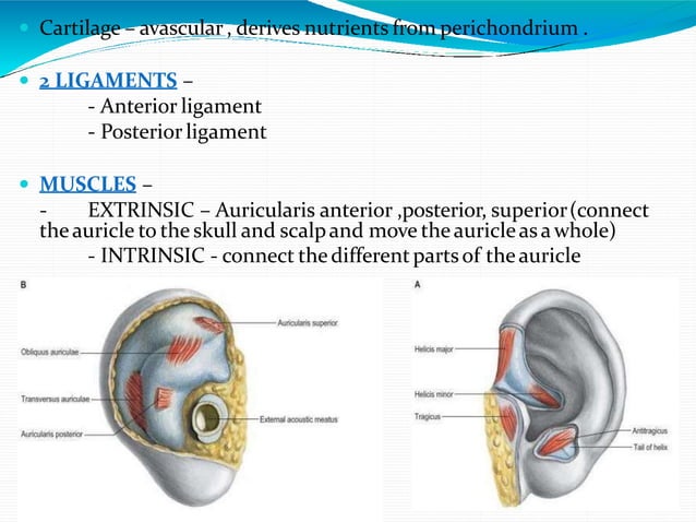 ANATOMY OF EXTERNAL EAR | PPTX