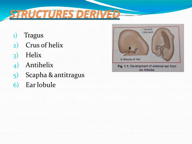 ANATOMY OF EXTERNAL EAR | PPTX