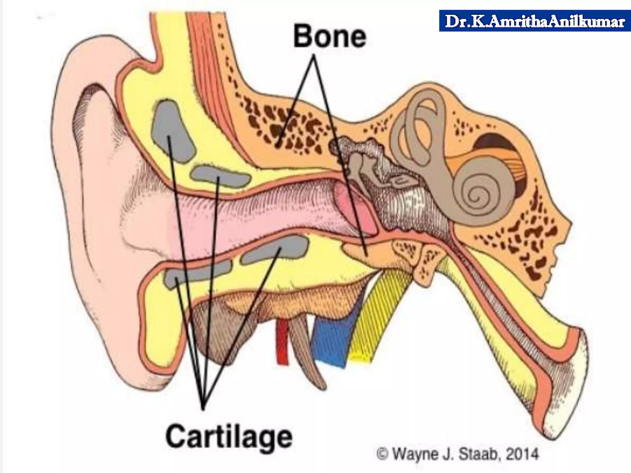 Anatomy of ear(Part 1-External Ear) by Dr.K.AmrithaAnilkumar | PPTX ...