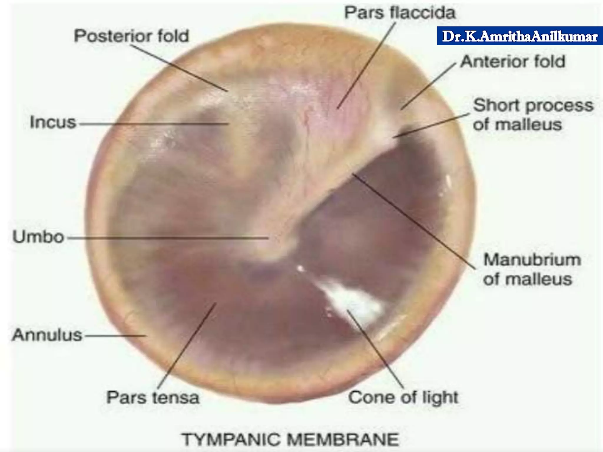 Anatomy of ear(Part 1-External Ear) by Dr.K.AmrithaAnilkumar | PPTX ...