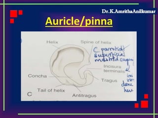 Anatomy of ear(Part 1-External Ear) by Dr.K.AmrithaAnilkumar | PPTX ...
