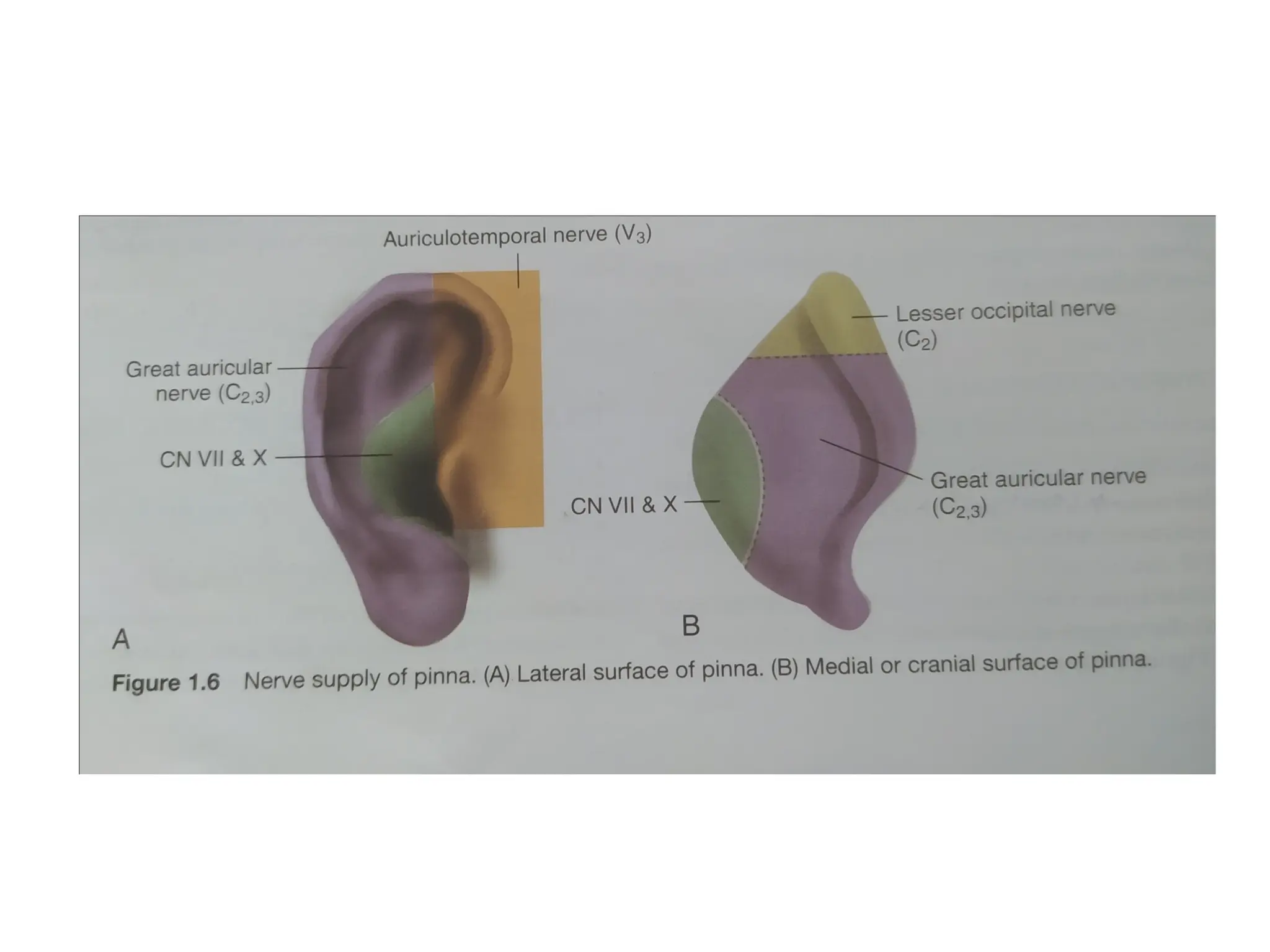 external ear anatomy with diagrams .pptx