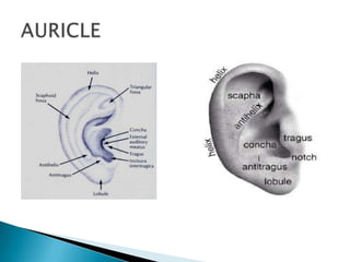External ear anatomy | PPTX