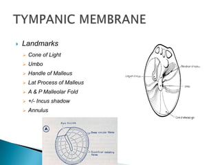 Annulus Fibrosus Ear