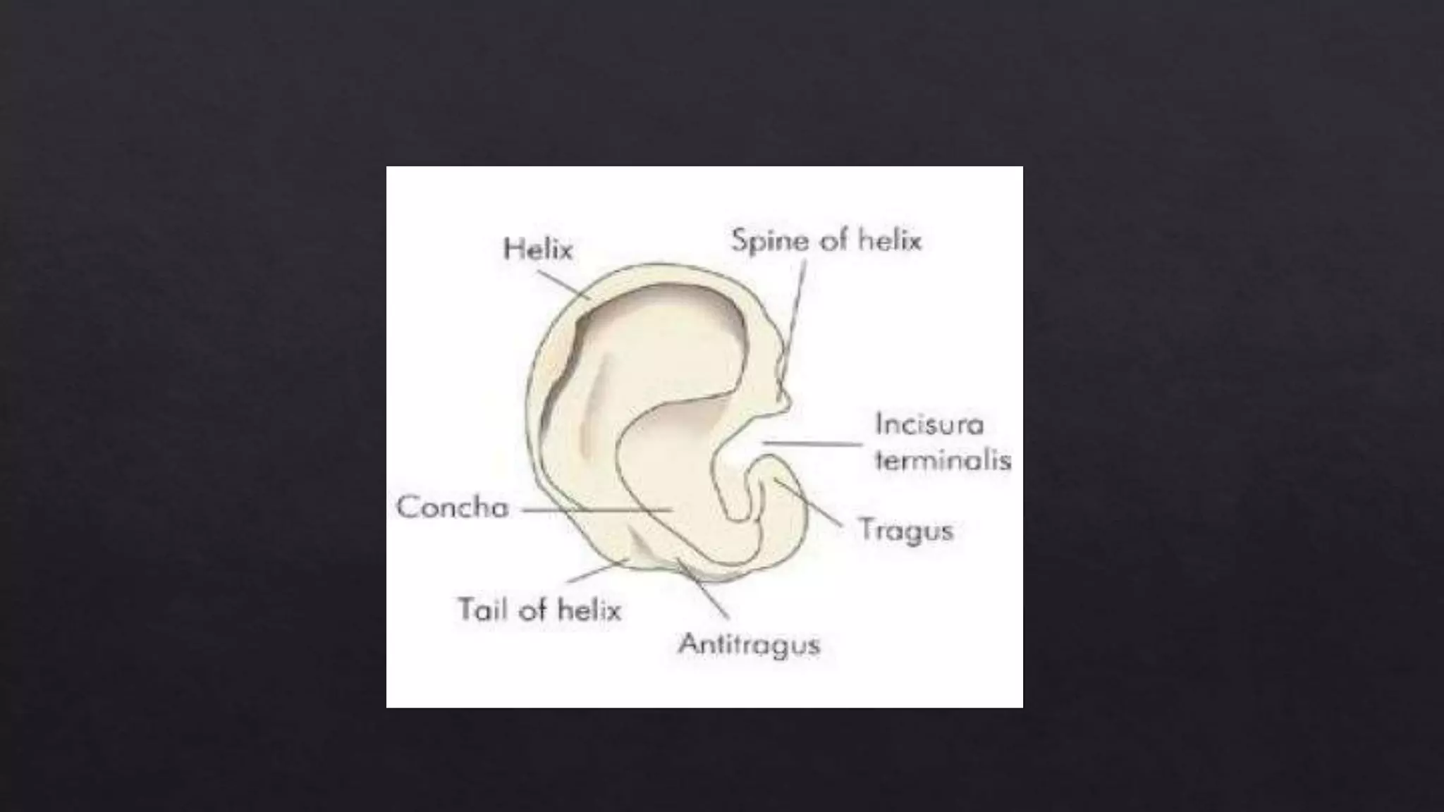 External ear anatomy | PPTX