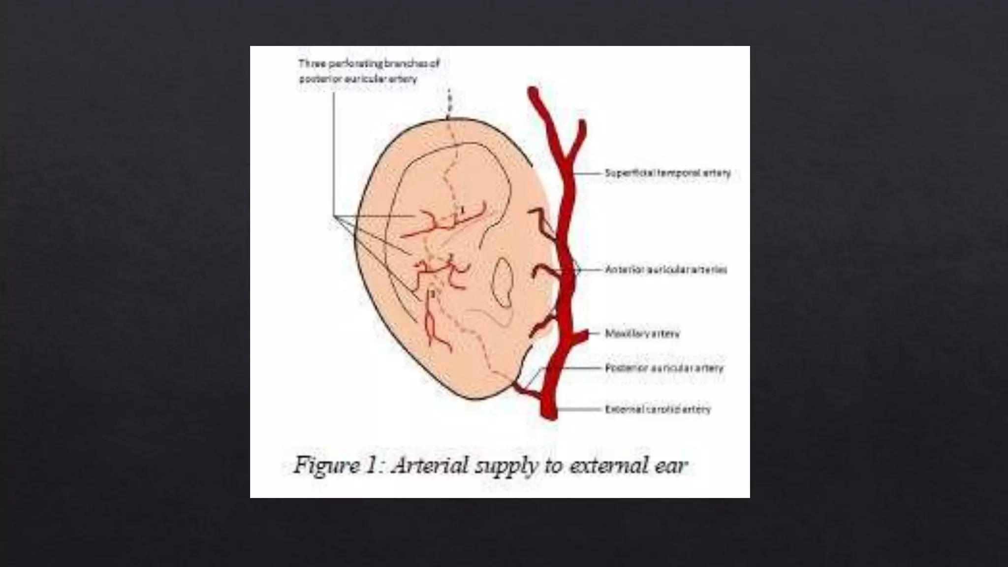 External ear anatomy | PPTX