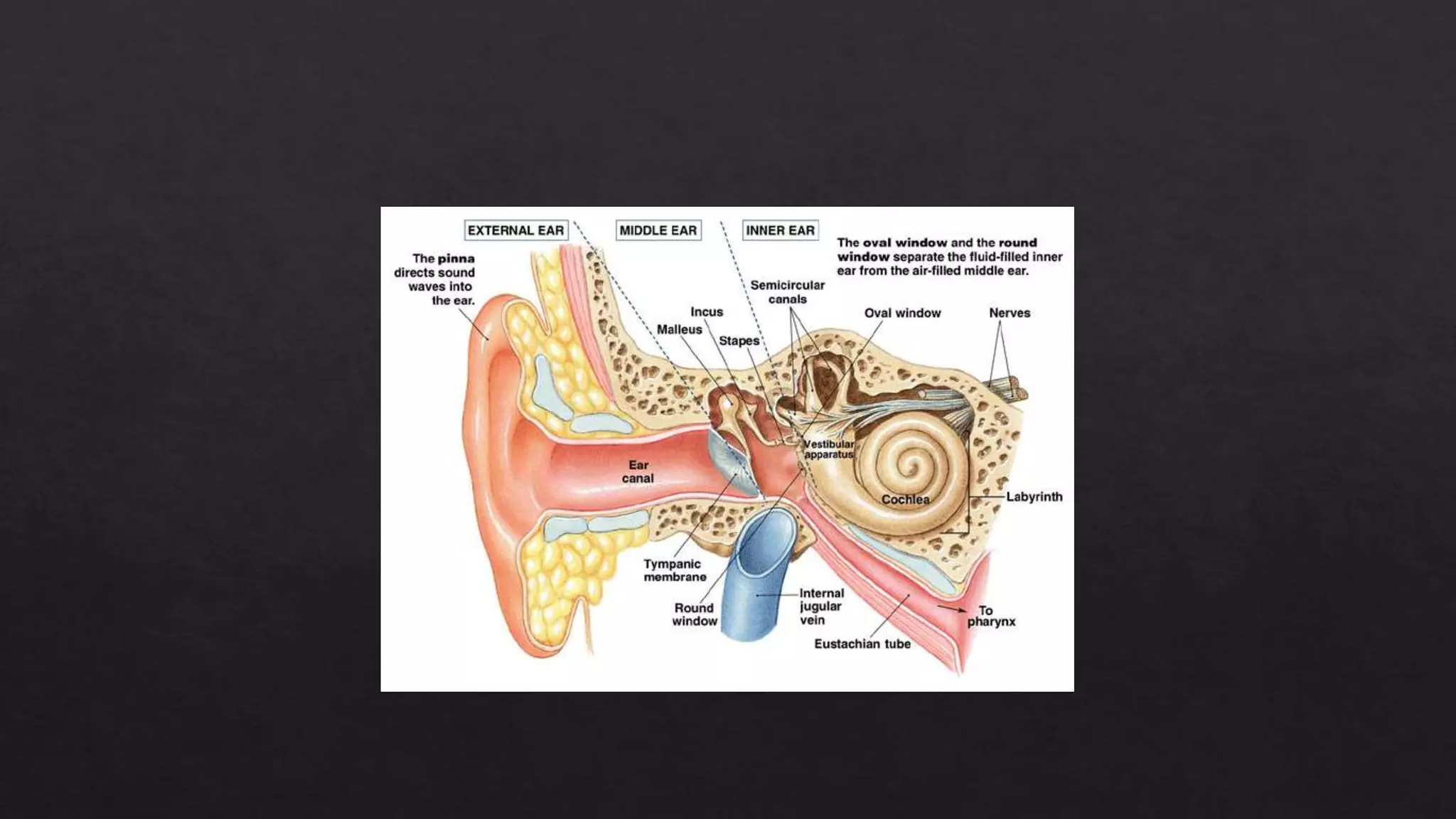 External ear anatomy | PPTX