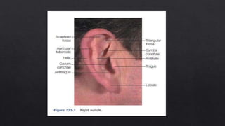 External ear anatomy | PPTX