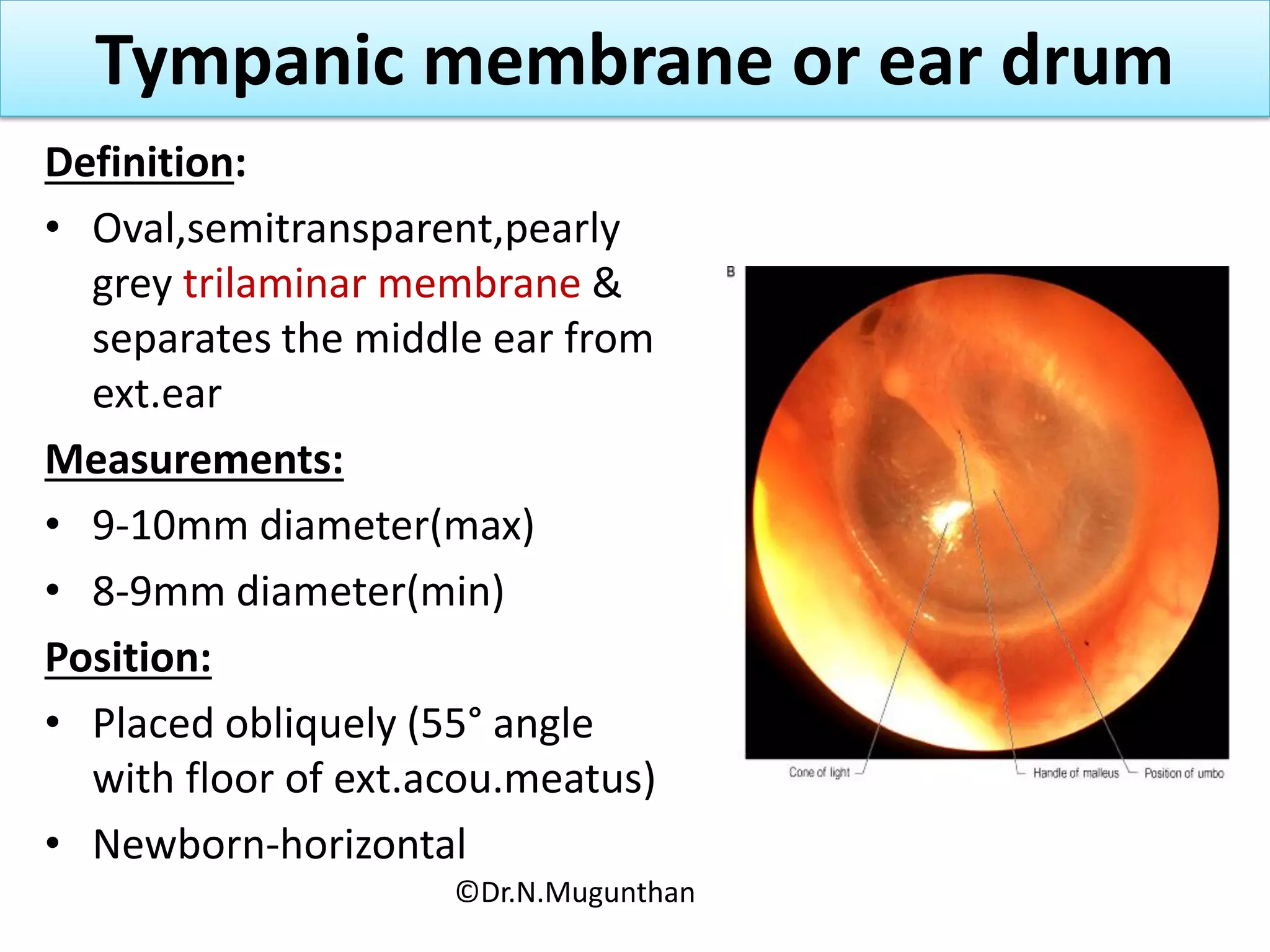 External ear,tympanic membrane and auditory tube Dr.N.Mugunthan.M.S., | PDF