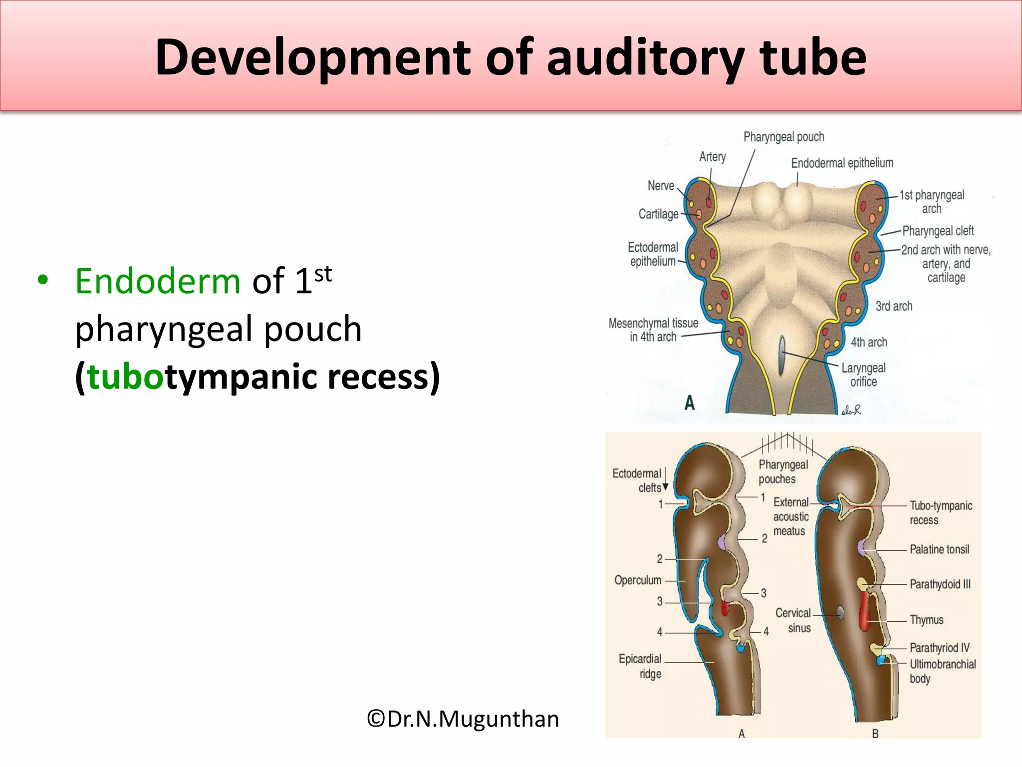 External ear,tympanic membrane and auditory tube Dr.N.Mugunthan.M.S., | PDF
