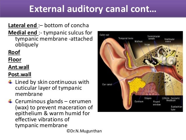 External ear,tympanic membrane and auditory tube Dr.N.Mugunthan.M.S.,