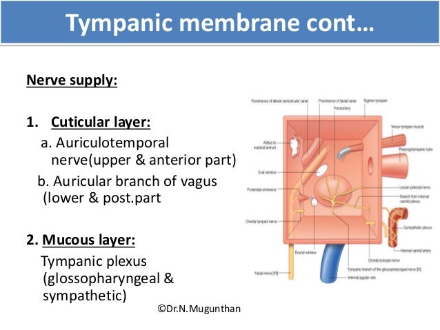 External ear,tympanic membrane and auditory tube Dr.N.Mugunthan.M.S.,