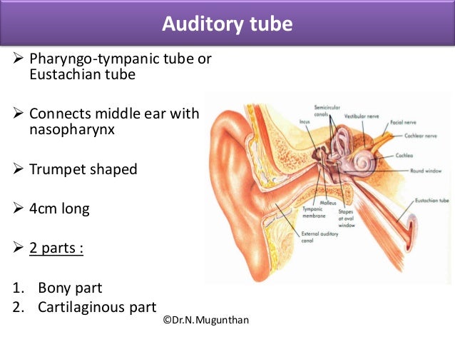 External ear,tympanic membrane and auditory tube Dr.N.Mugunthan.M.S., External ear,tympanic membrane and auditory tube Dr.N.Mugunthan.M.S.,