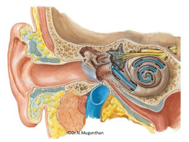 External ear,tympanic membrane and auditory tube Dr.N.Mugunthan.M.S., External ear,tympanic membrane and auditory tube Dr.N.Mugunthan.M.S.,
