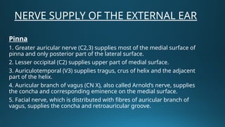 PPT ON THE ANATOMY OF External Ear ENT.pptx