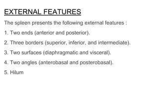 External features and relations of spleen.pptx