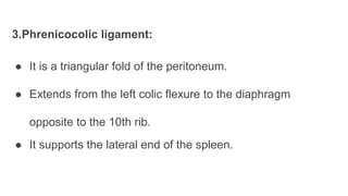 External features and relations of spleen.pptx