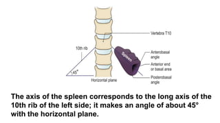 External features and relations of spleen.pptx
