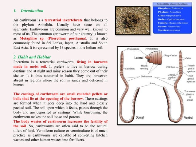External features &digestive system of earthworm, Physiology of ...