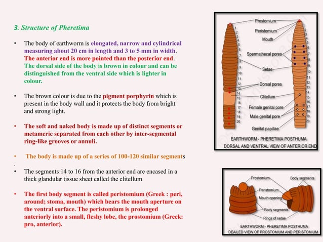 External features &digestive system of earthworm, Physiology of ...