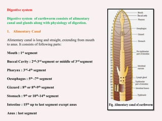 External features &digestive system of earthworm, Physiology of ...