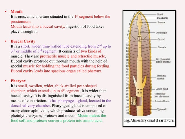 External features &digestive system of earthworm, Physiology of ...