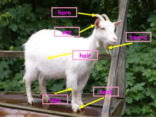 External features of animals | PPT