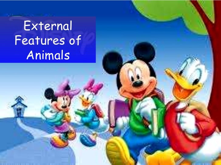 External features of animals