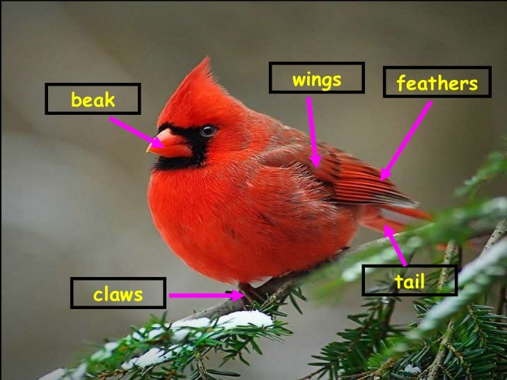 External features of animals