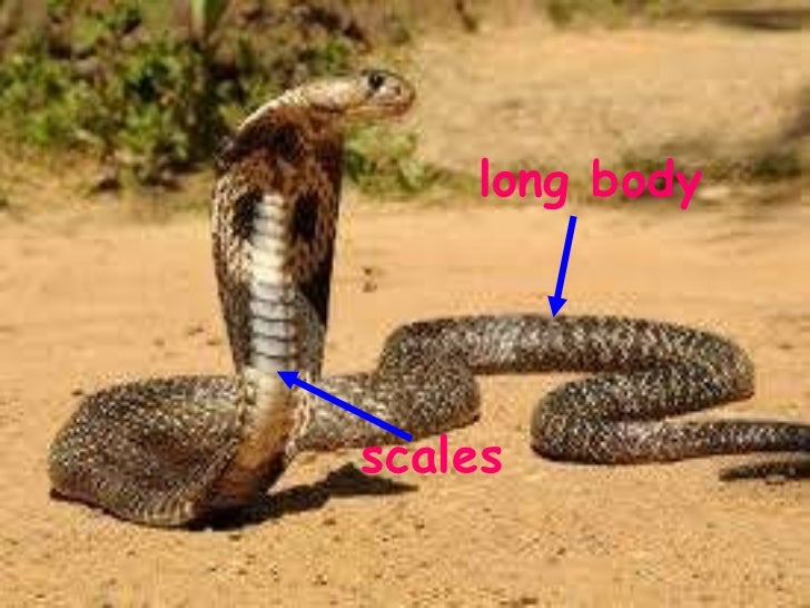 External features of animals