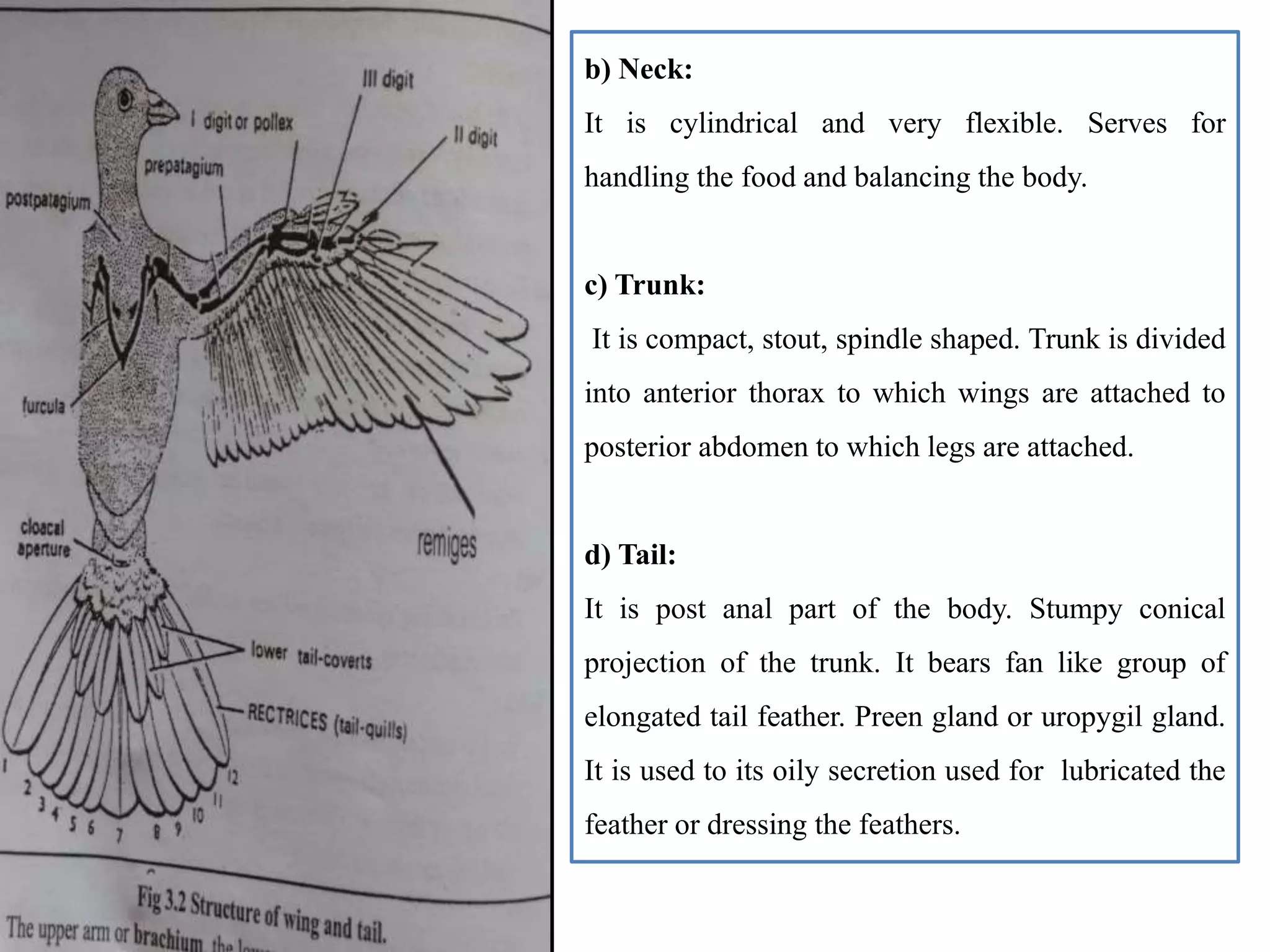 External features of birds | PPTX