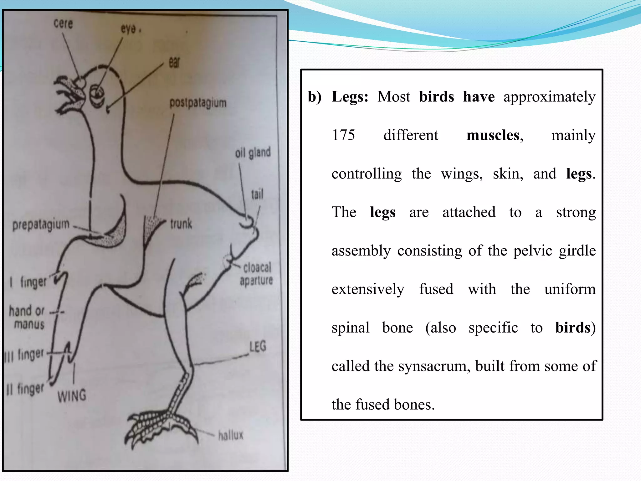 External features of birds | PPTX