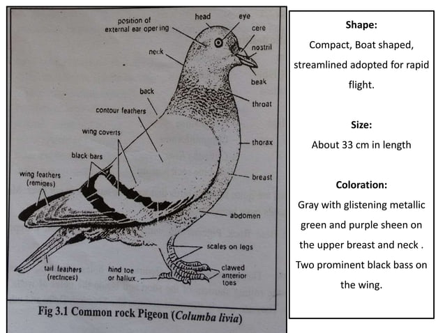 External features of birds | PPTX