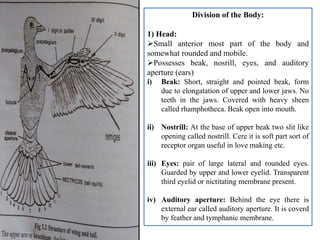 External features of birds | PPTX
