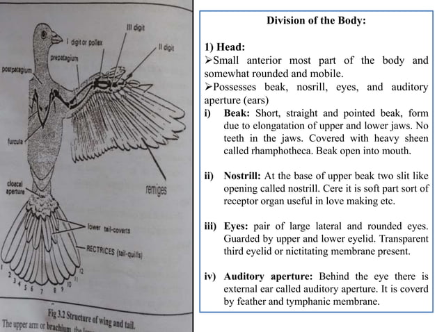 External features of birds | PPTX