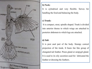 External features of birds | PPTX