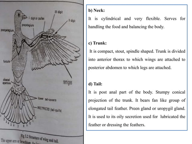 External features of birds | PPTX