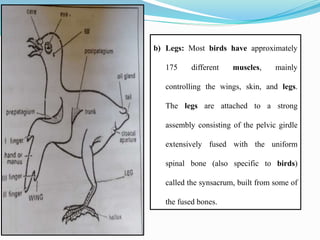 External features of birds | PPTX