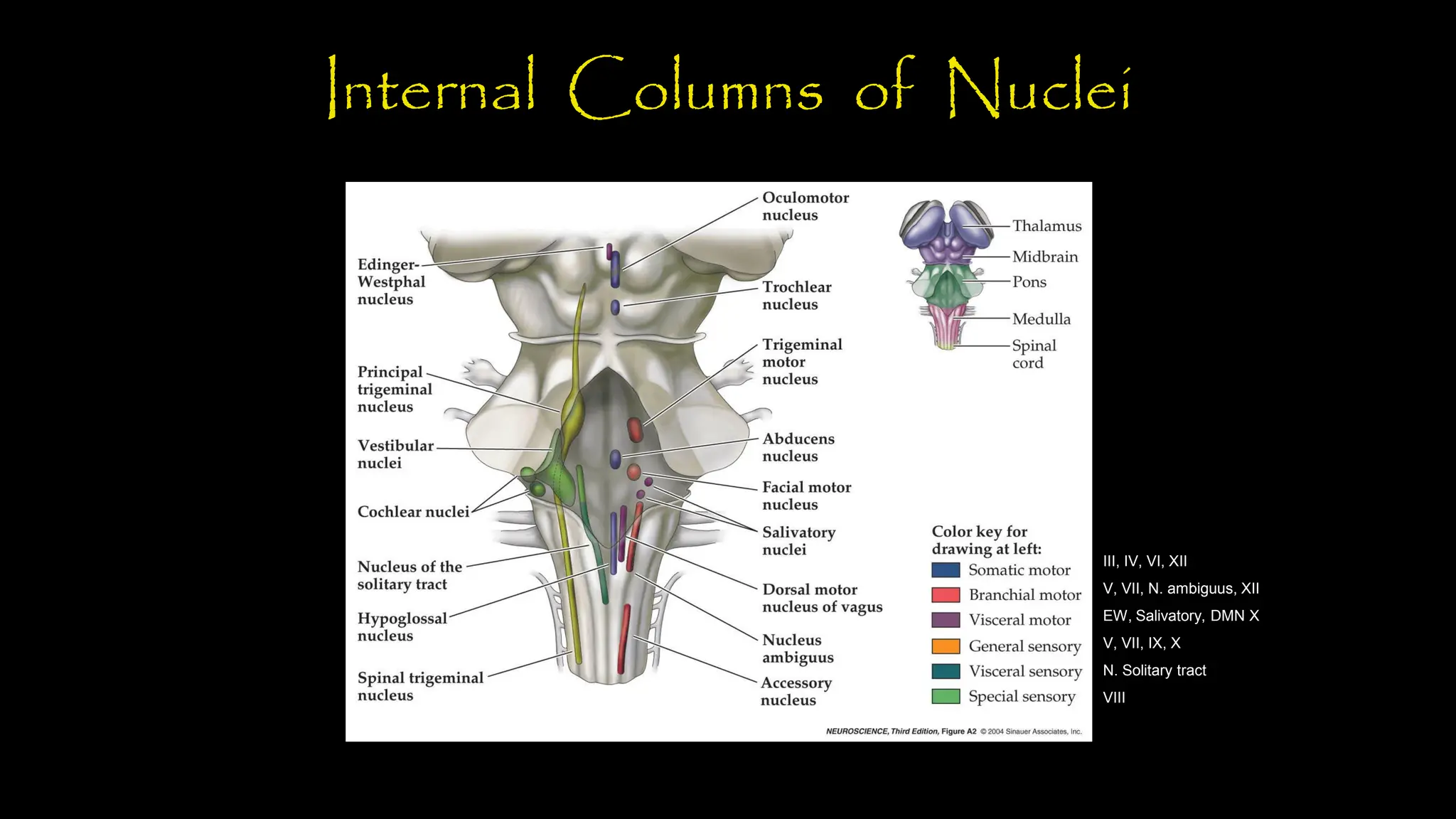 External features of brain stem (Anatomy).pdf