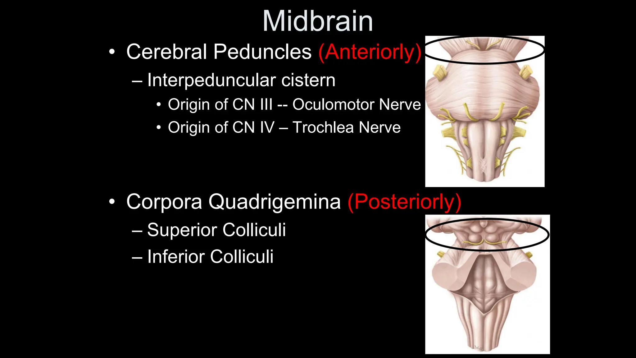 External features of brain stem (Anatomy).pdf