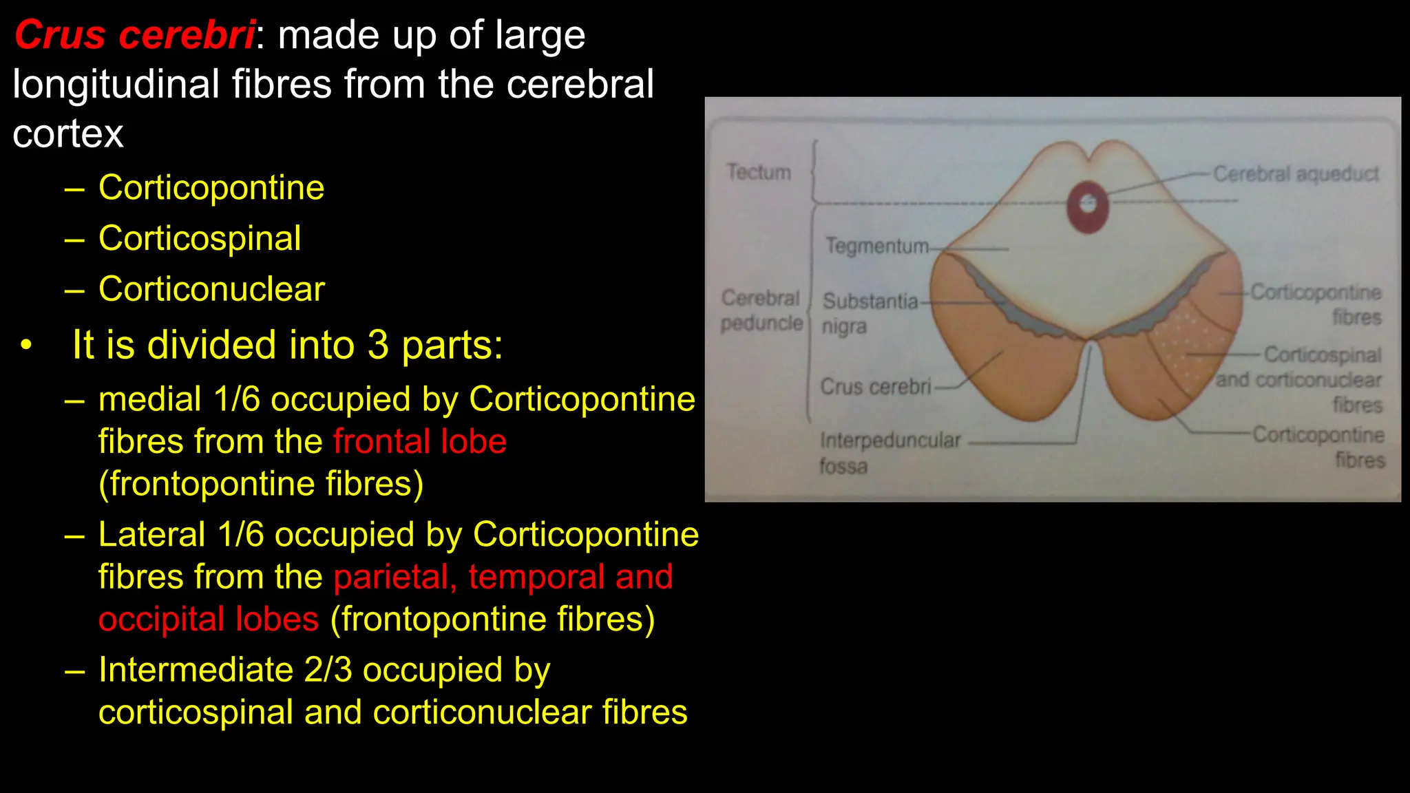 External features of brain stem (Anatomy).pdf