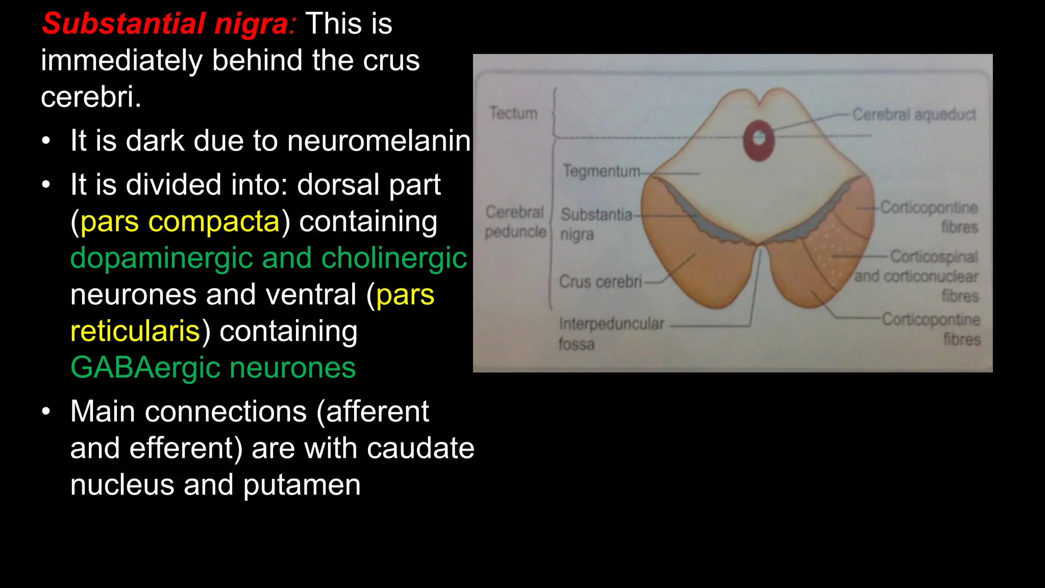 External features of brain stem (Anatomy).pdf