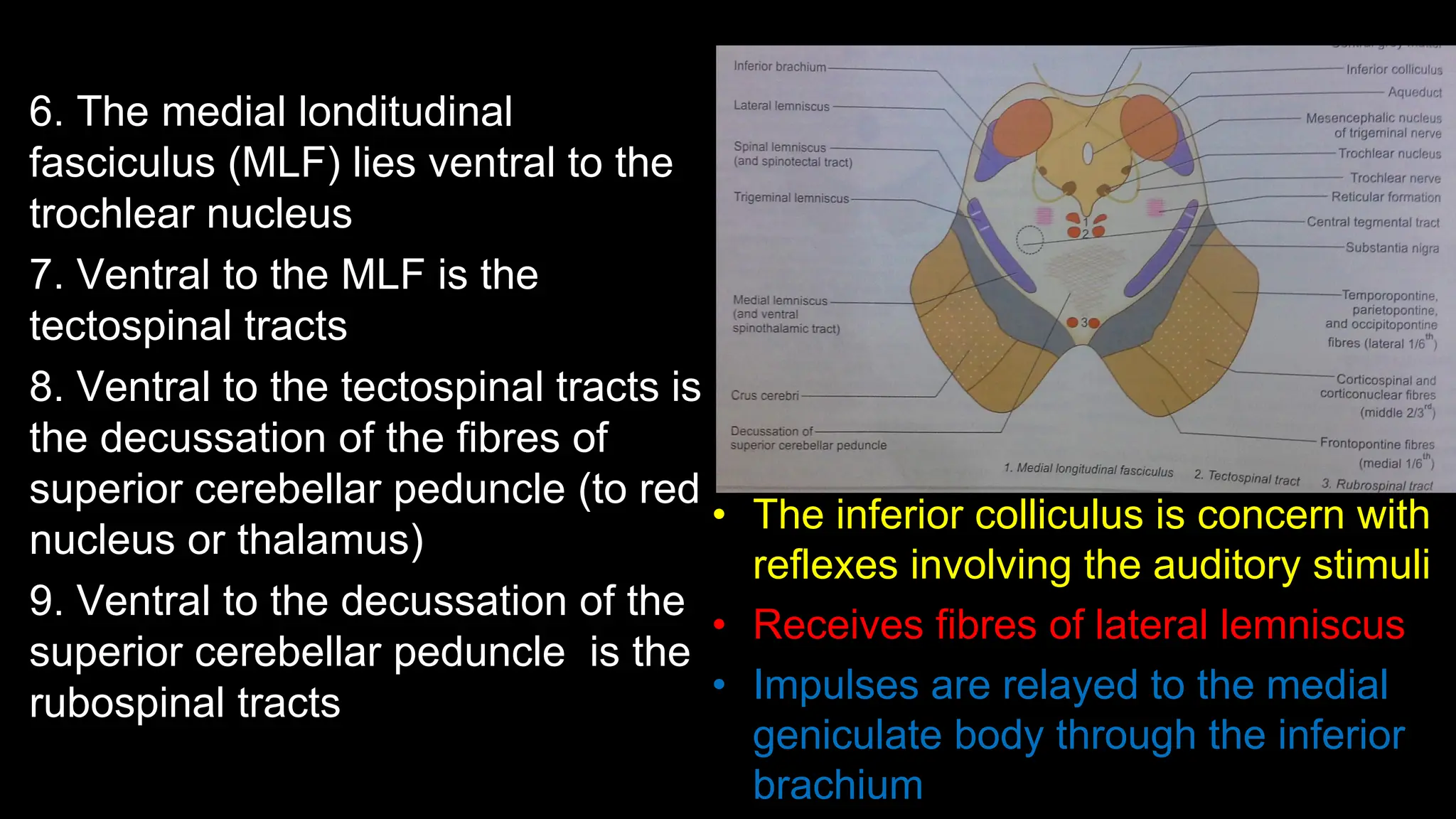 External features of brain stem (Anatomy).pdf