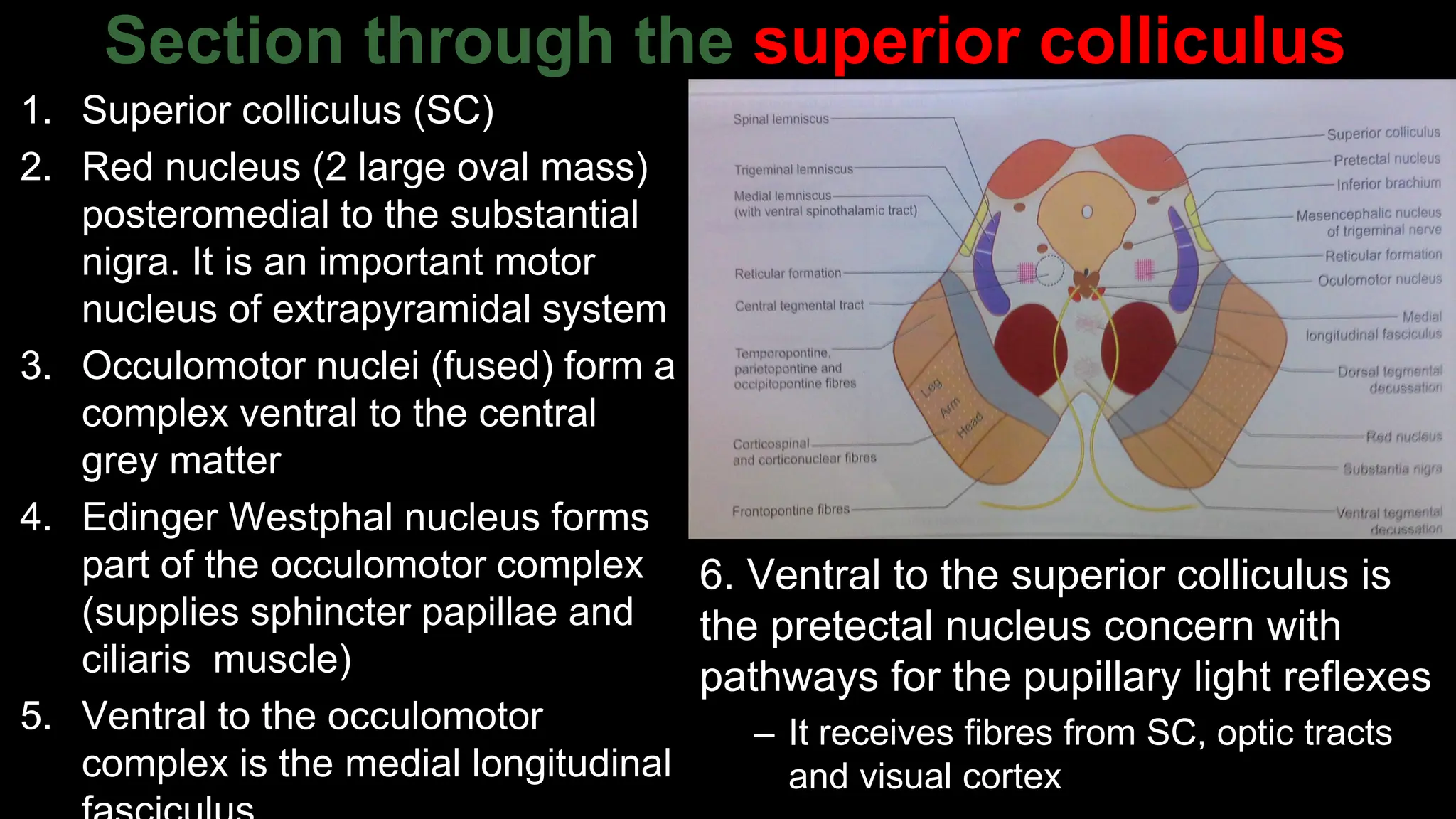 External features of brain stem (Anatomy).pdf