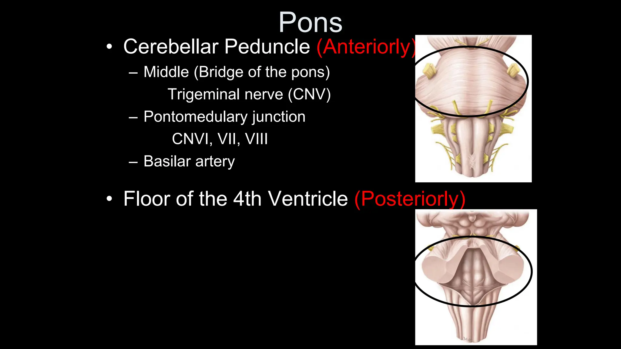 External features of brain stem (Anatomy).pdf