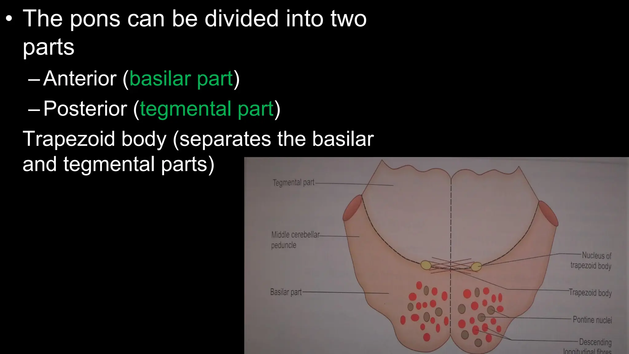 External features of brain stem (Anatomy).pdf