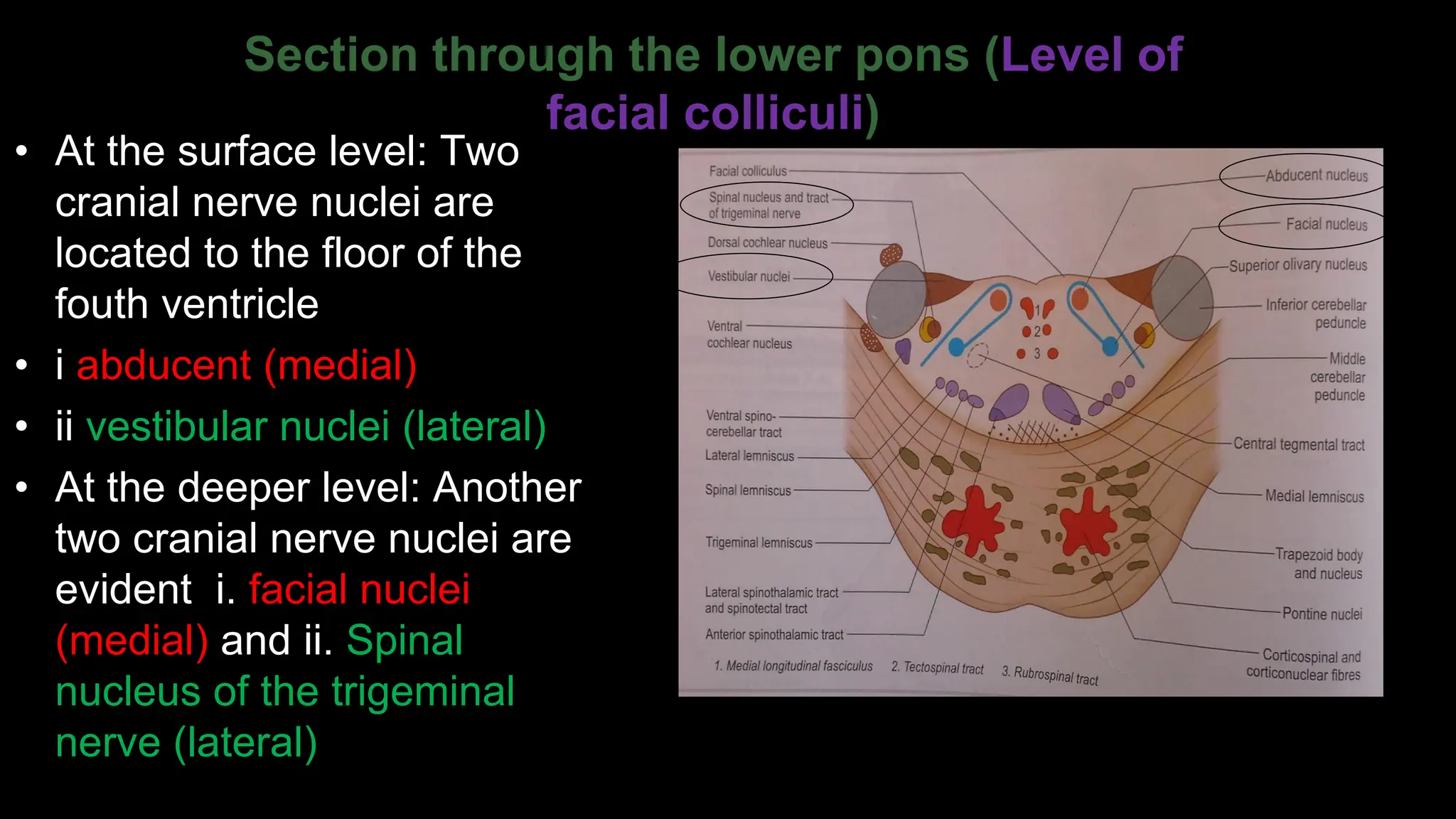 External features of brain stem (Anatomy).pdf