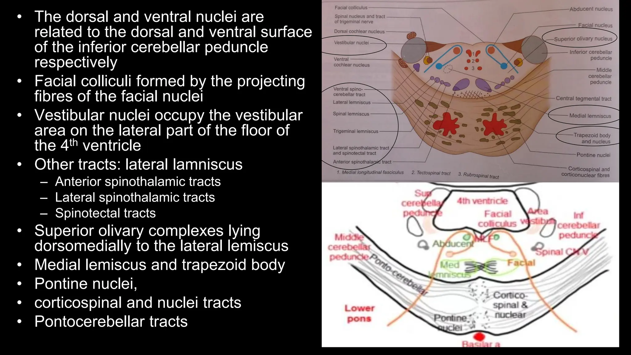 External features of brain stem (Anatomy).pdf