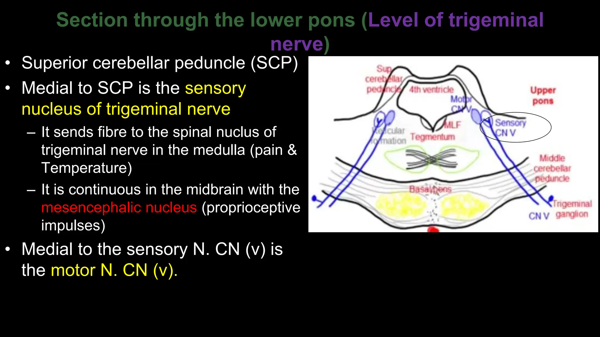 External features of brain stem (Anatomy).pdf